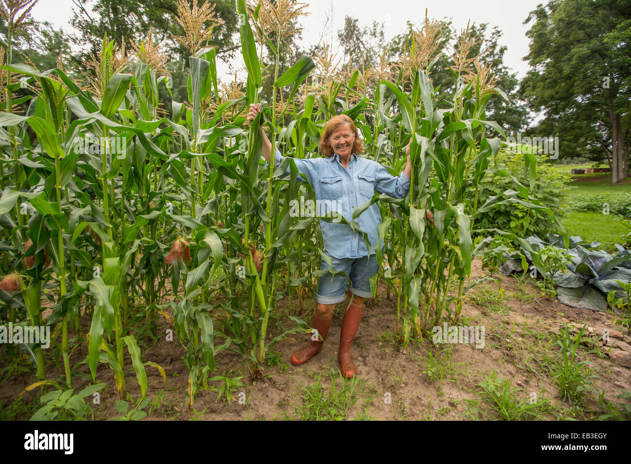 Women in corn field hi-res stock photography and images - Alamy