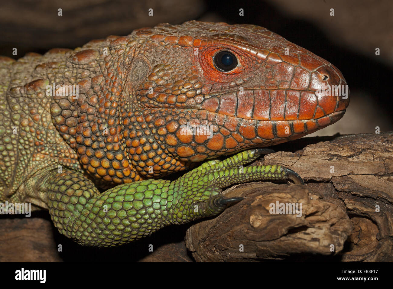 Caiman Lizard Stock Photo - Alamy