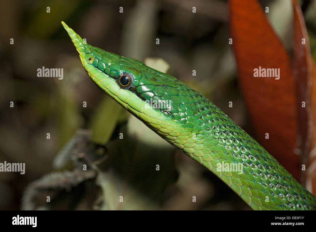 Vietnamese Long-nosed Snake Stock Photo - Alamy