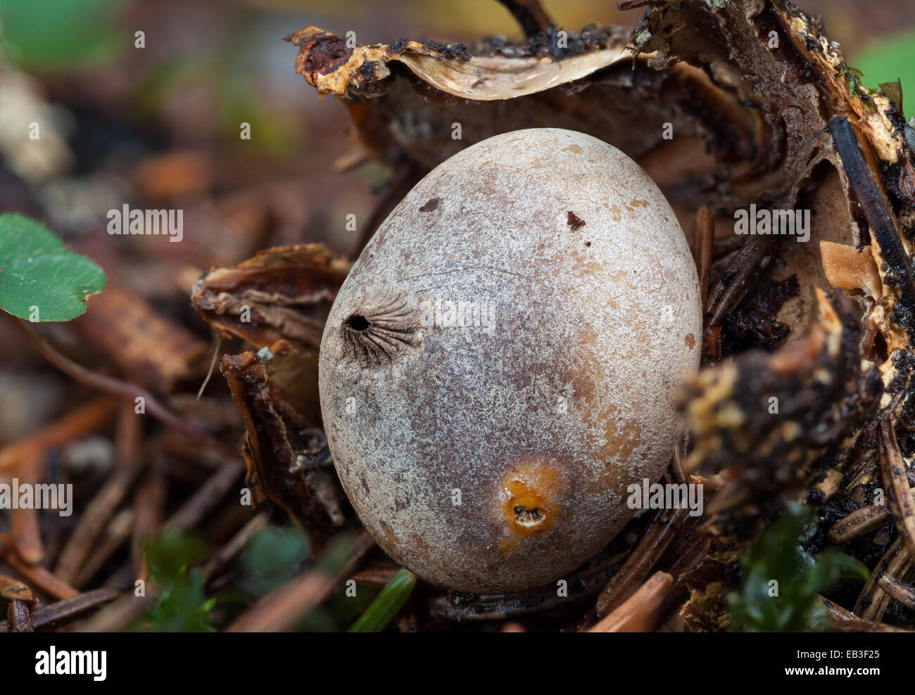 Striate earthstar hi-res stock photography and images - Alamy