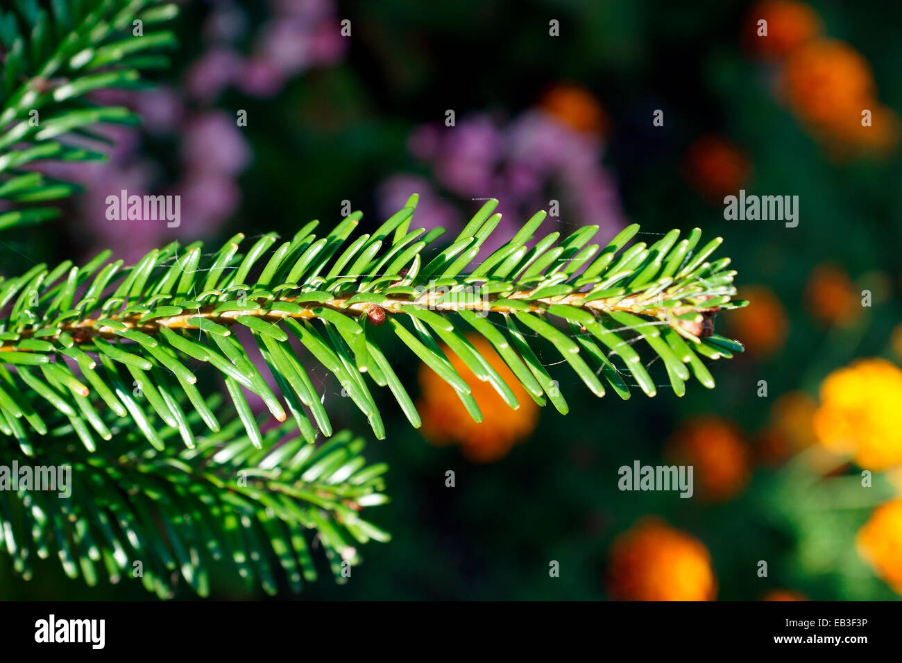 Southampton christmas tree hi-res stock photography and images - Alamy