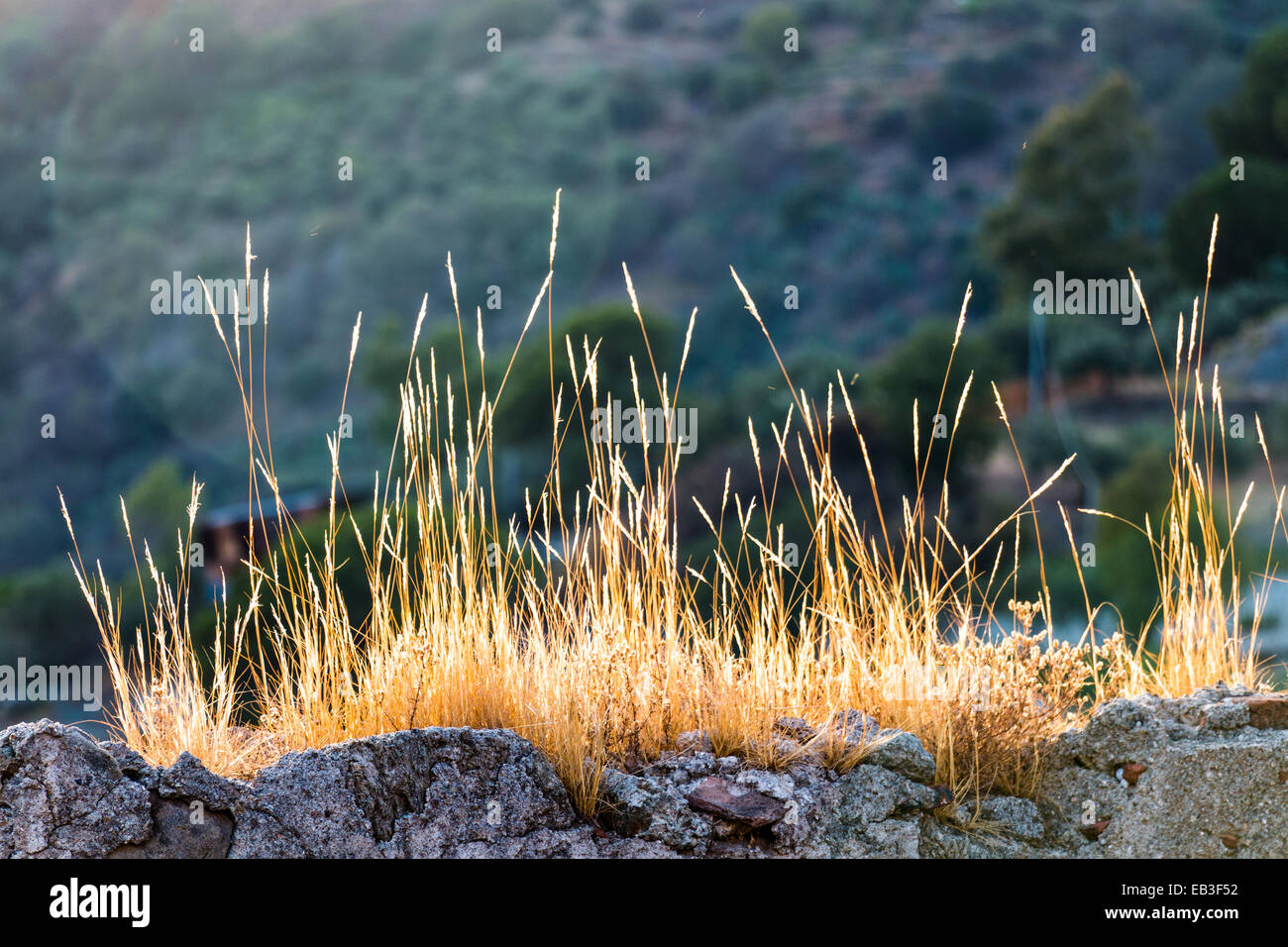 Desert tufts grass hi-res stock photography and images - Alamy