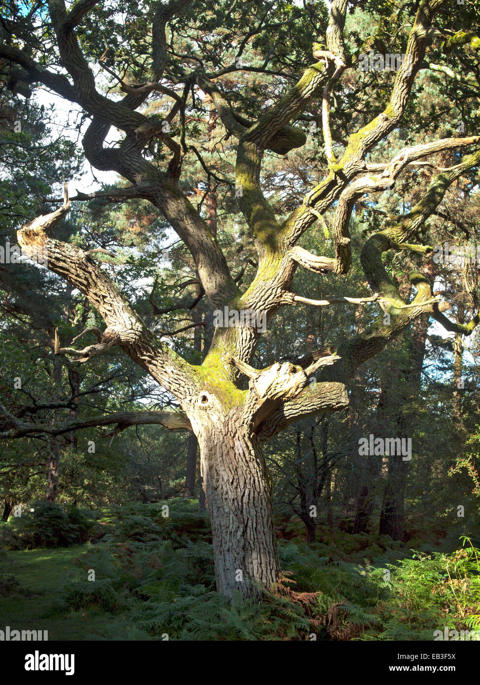 An oak tree in the New Forest, England Stock Photo - Alamy