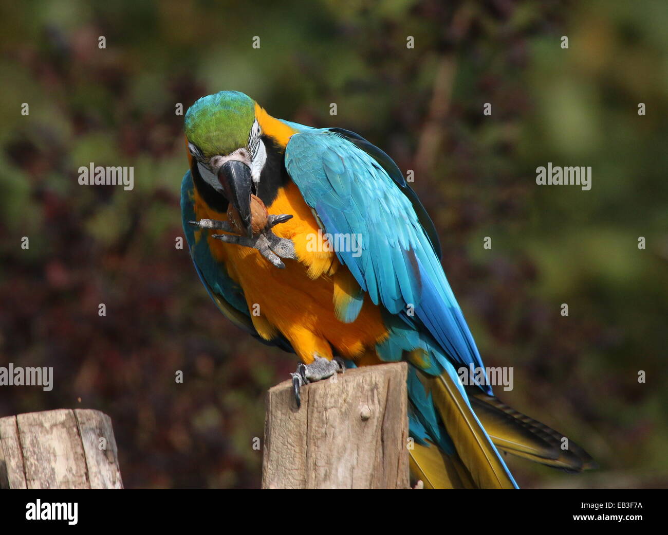 Nut cracking beak hi-res stock photography and images - Alamy