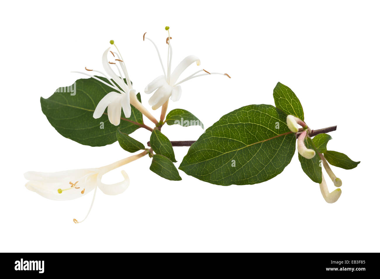 honeysuckle Sprig with white flowers and green leaves isolated on white ...