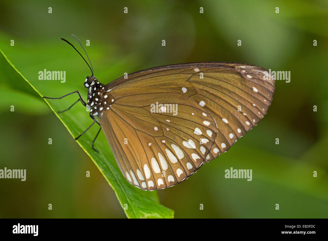 Common indian crow euploea hi-res stock photography and images - Alamy