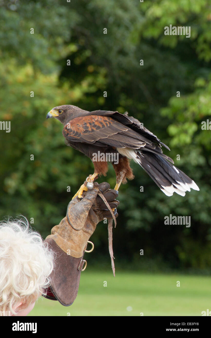 Hand glove hi-res stock photography and images - Alamy
