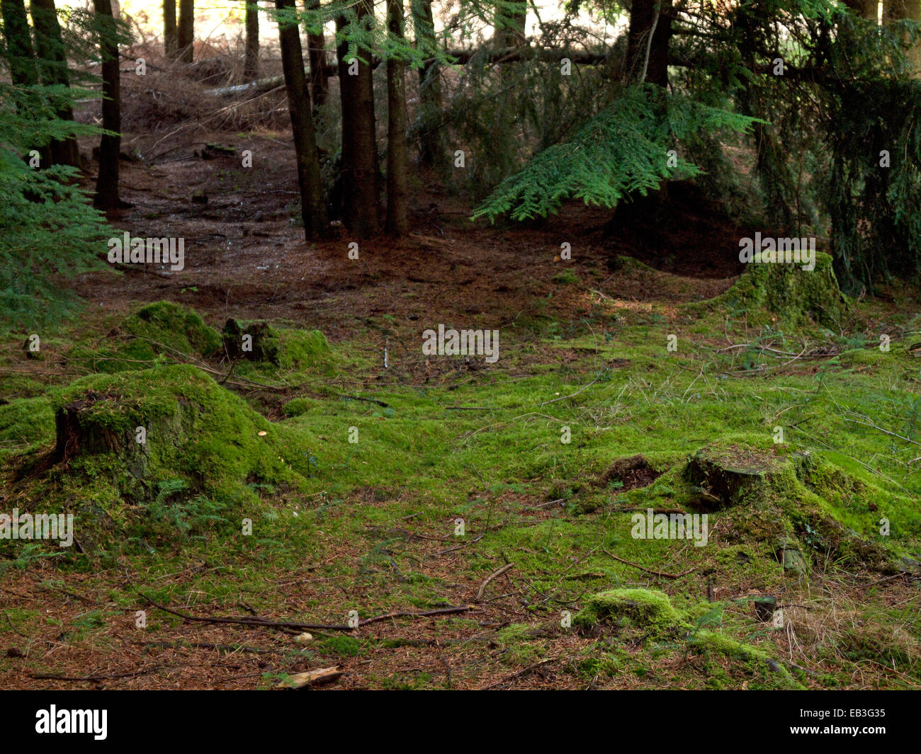 The New Forest National Park in the south east of England Stock Photo ...