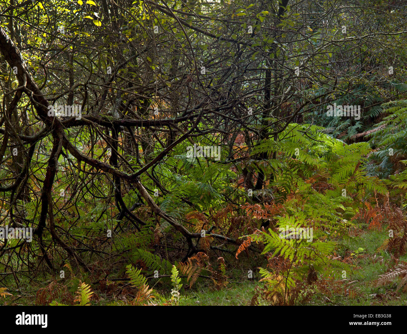 The New Forest National Park in the south east of England Stock Photo ...