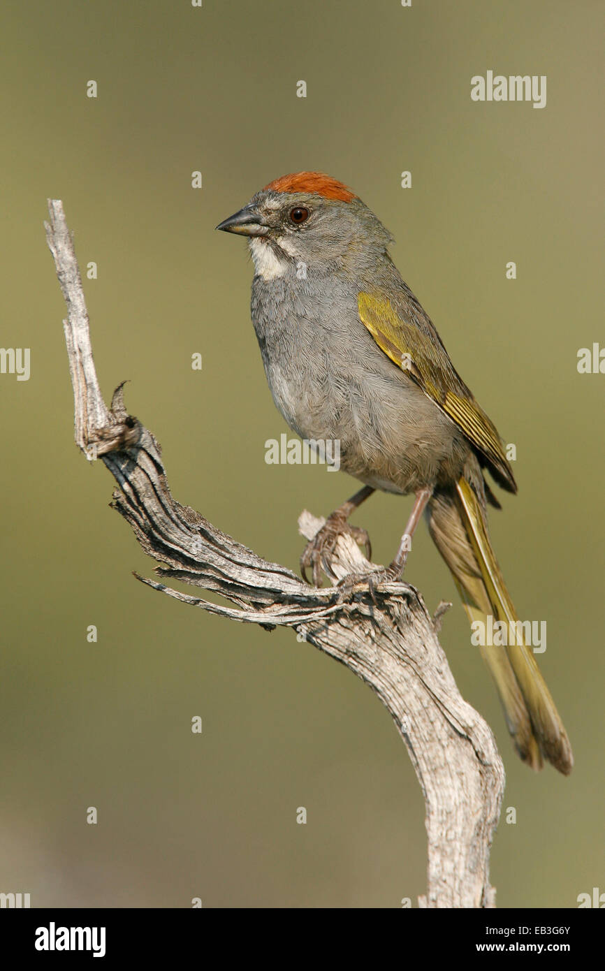 Green-tailed Towhee - Pipilo chlorurus - adult Stock Photo - Alamy