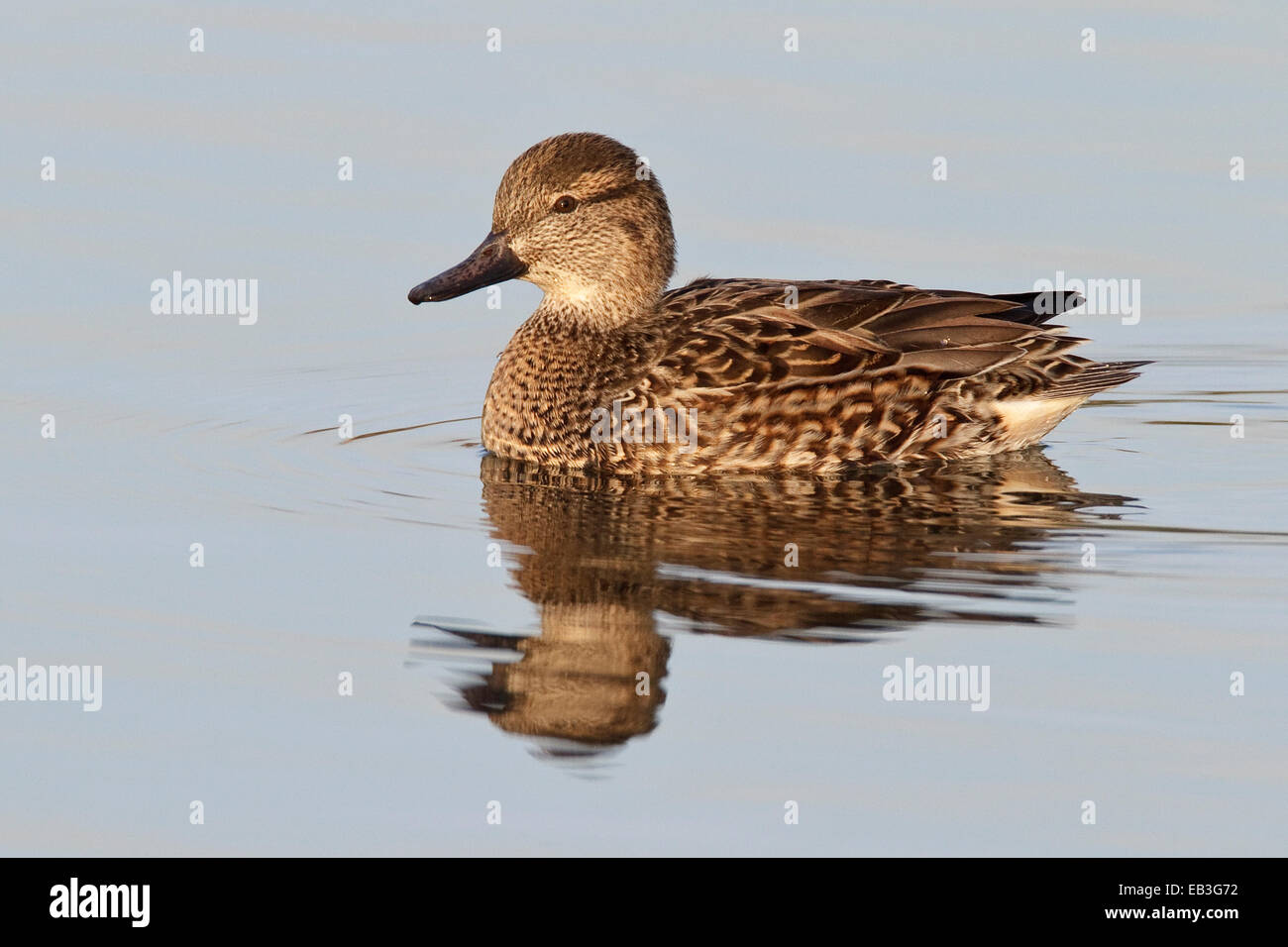 Green-winged Teal - Anas crecca - female Stock Photo - Alamy