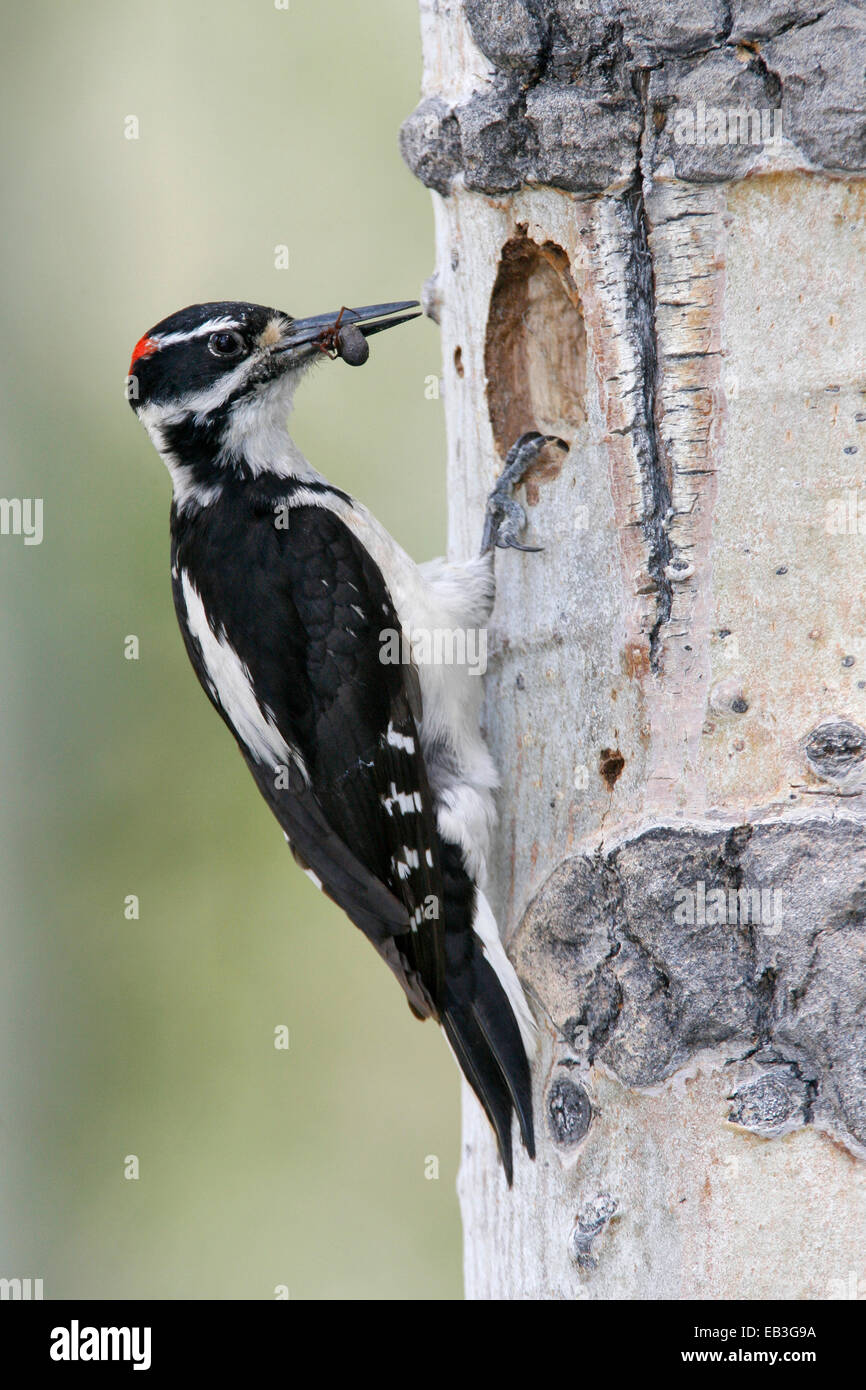 Villosus High Resolution Stock Photography and Images - Alamy