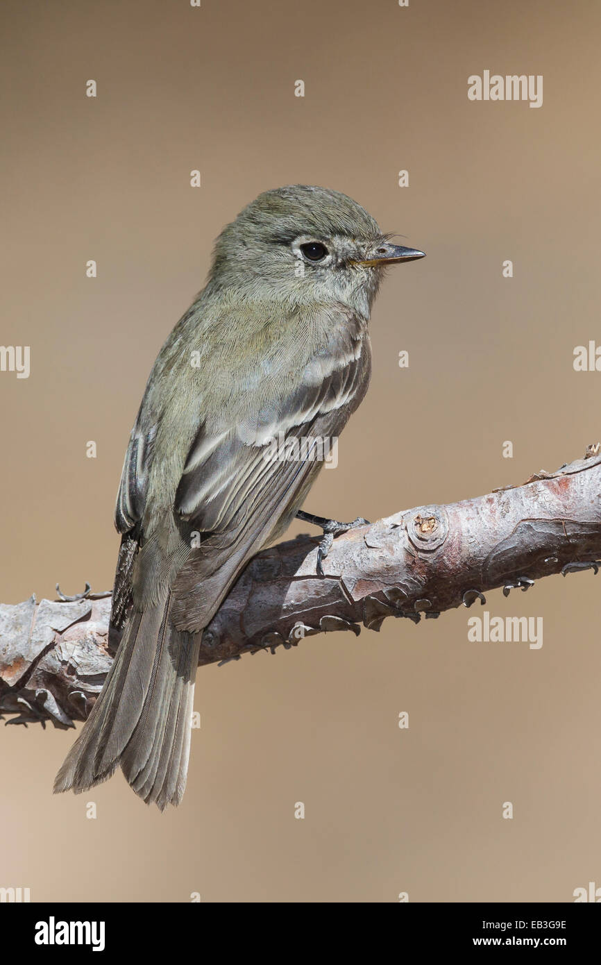 Hammondii hi-res stock photography and images - Alamy