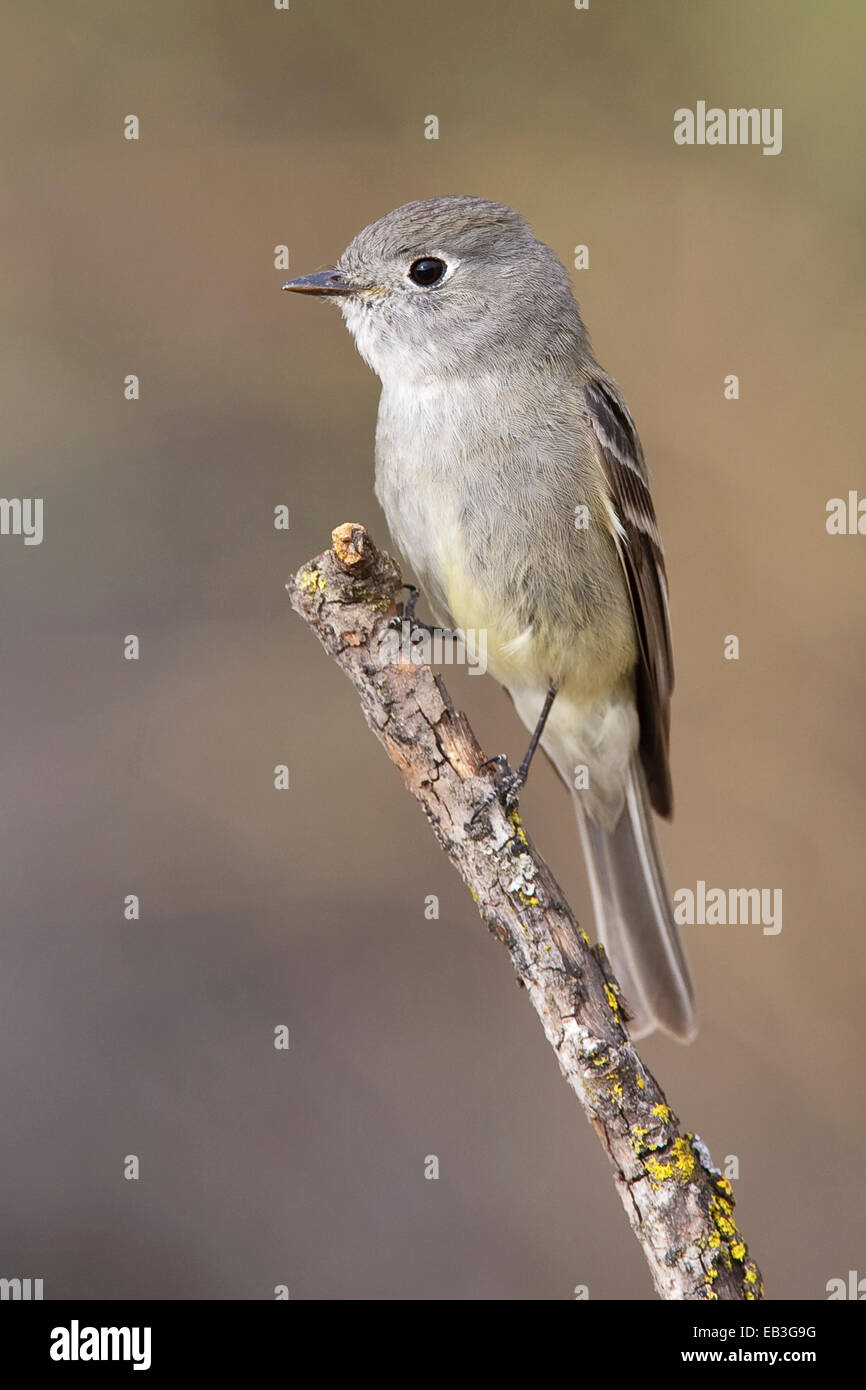 Hammond's Flycatcher - Empidonax hammondii Stock Photo - Alamy