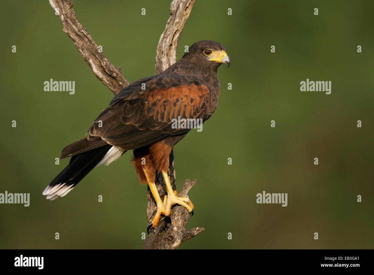 Harris's Hawk - Parabuteo unicinctus - adult Stock Photo - Alamy