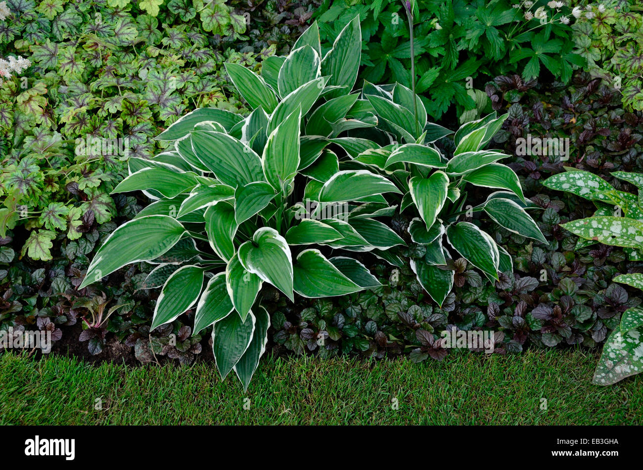 A close up of the Hosta 'Praying Hands' in a garden border Stock Photo ...