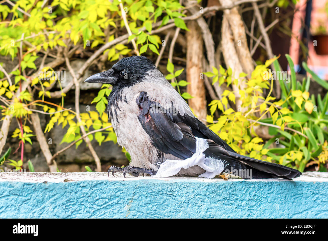 Bird with a broken wing hi-res stock photography and images - Alamy