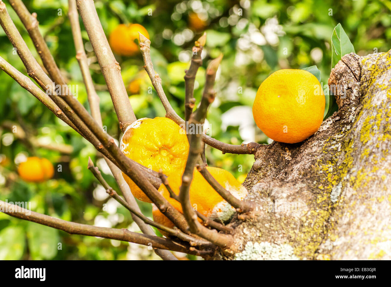Tree spoiled branches hi-res stock photography and images - Alamy