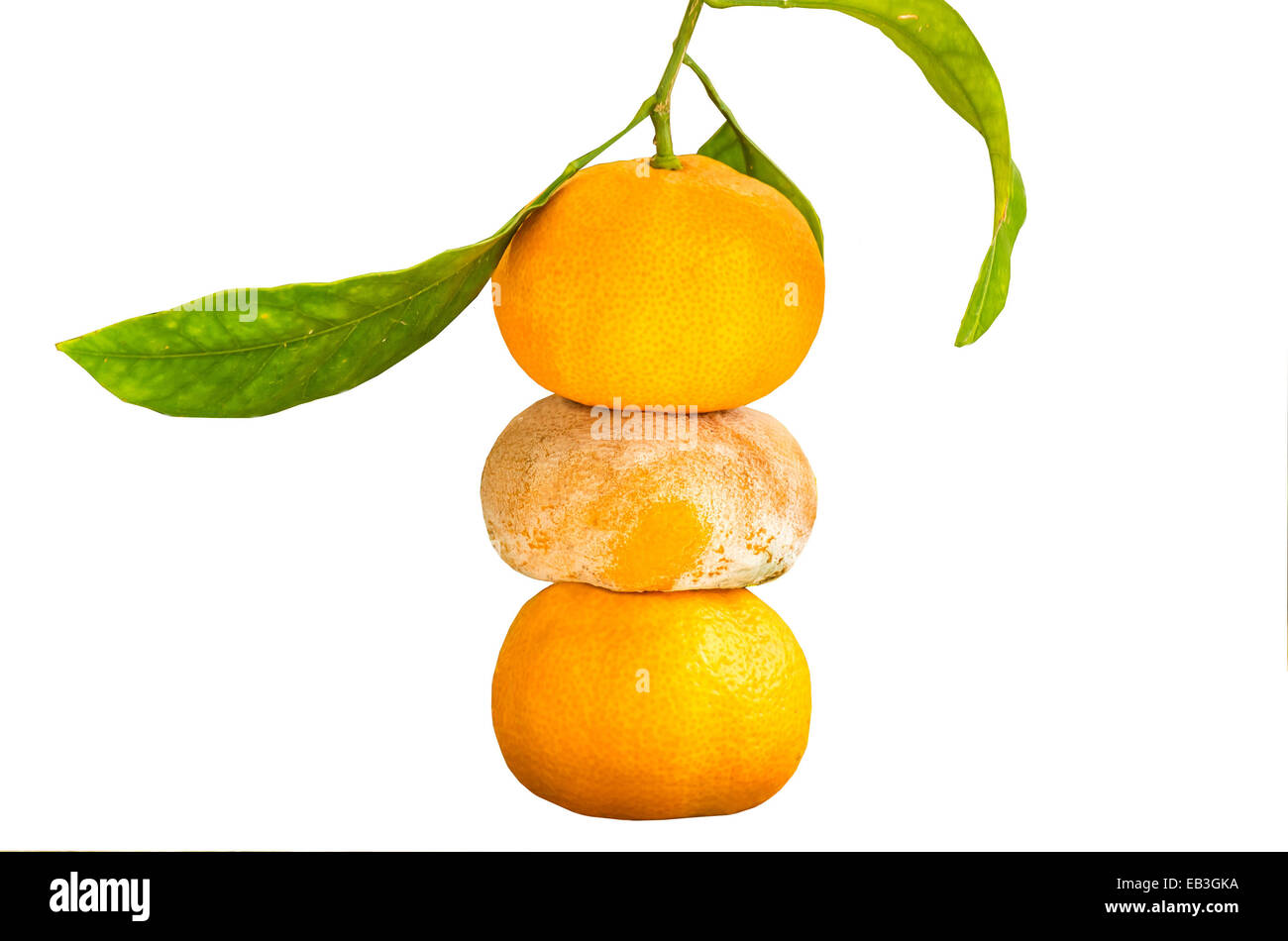Ripe and rotten Clementine Stock Photo - Alamy