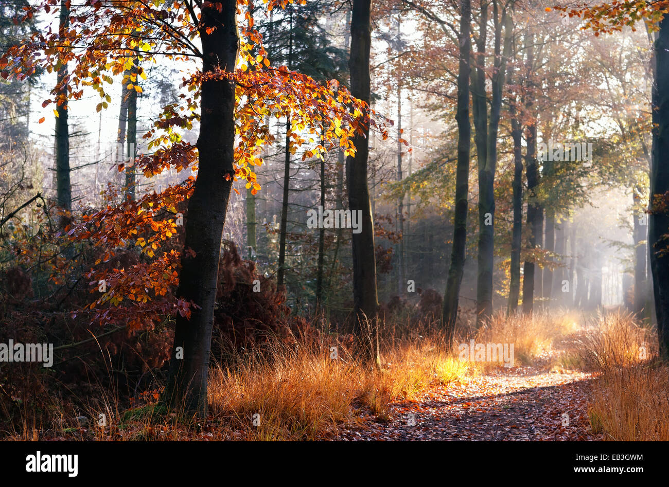 path in misty autumn forest in morning Stock Photo - Alamy