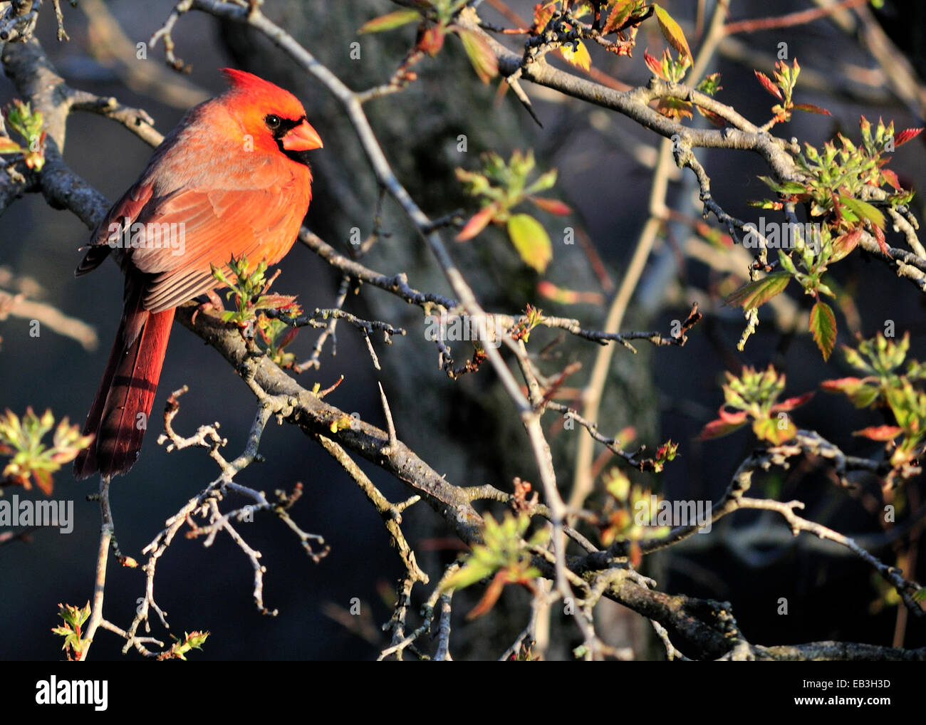 A male Cardinal perched on a branch Stock Photo - Alamy