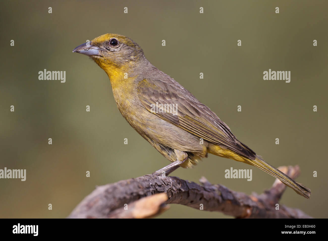 Hepatic Tanager - Piranga flava - female Stock Photo - Alamy