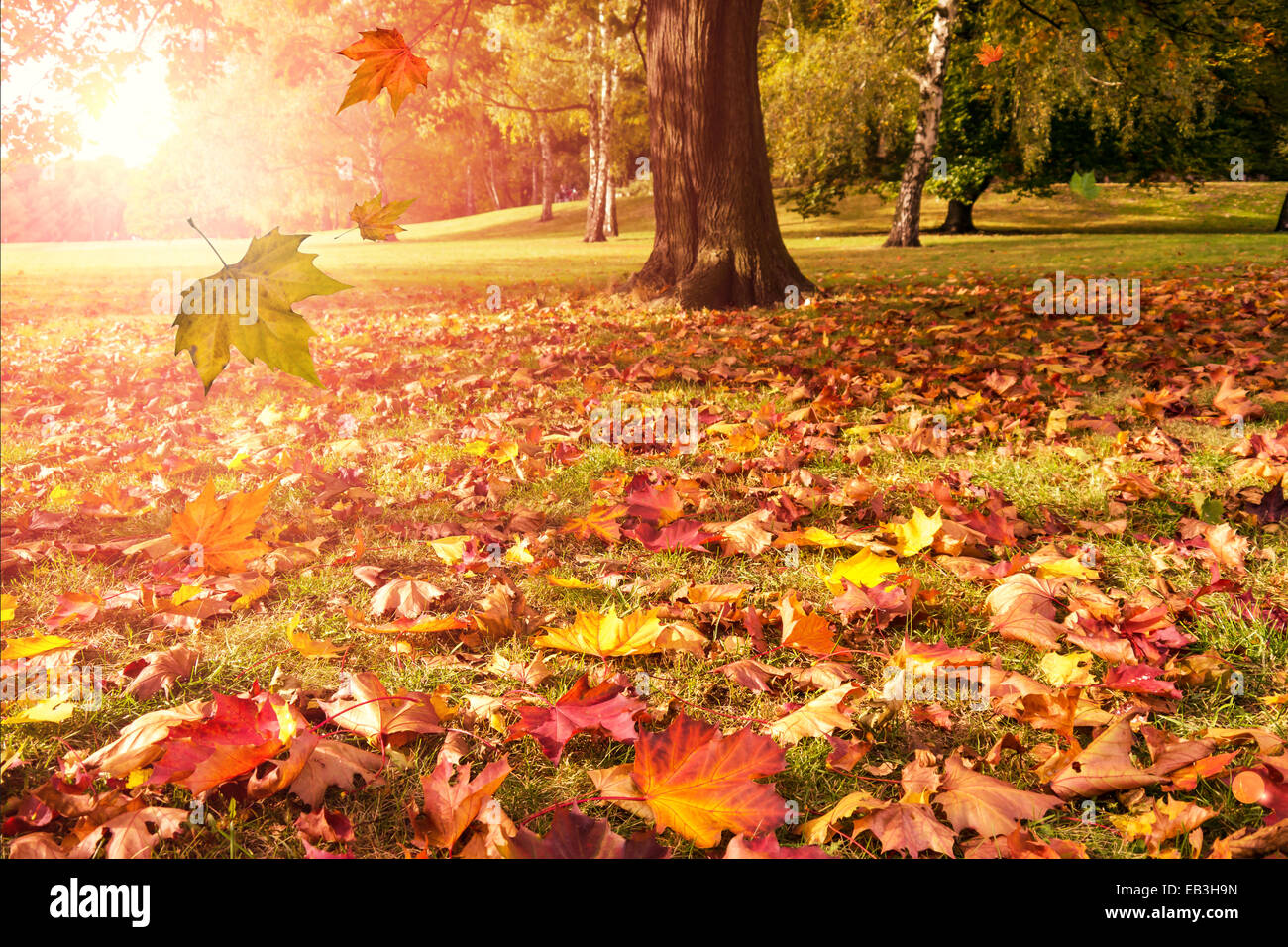 Sun light falling hi-res stock photography and images - Alamy
