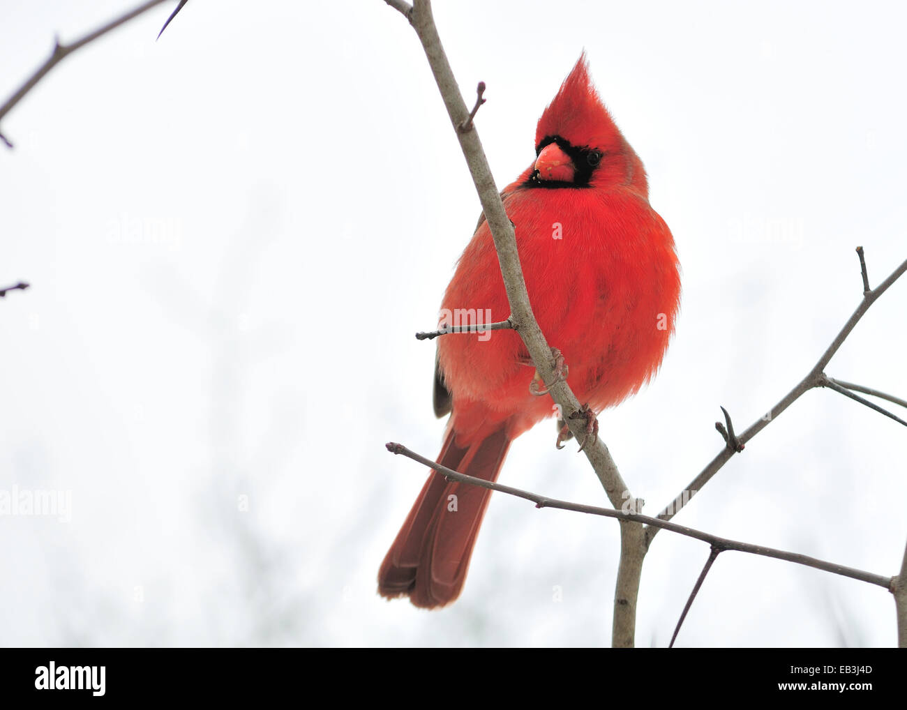 A male cardinal perched on a tree branch Stock Photo - Alamy