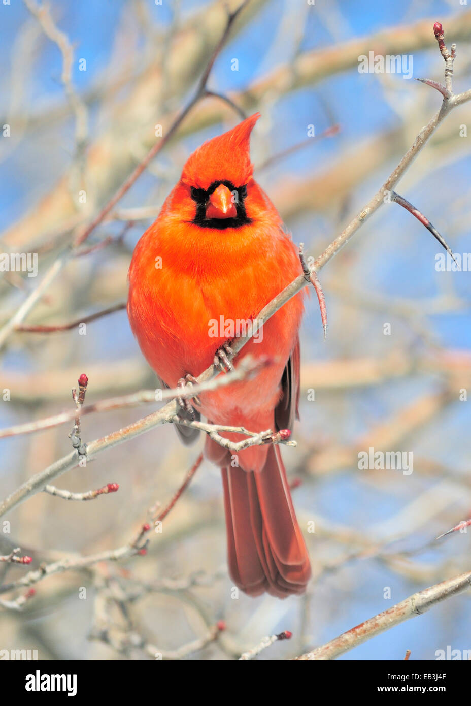 A male Cardinal perched on a branch Stock Photo - Alamy