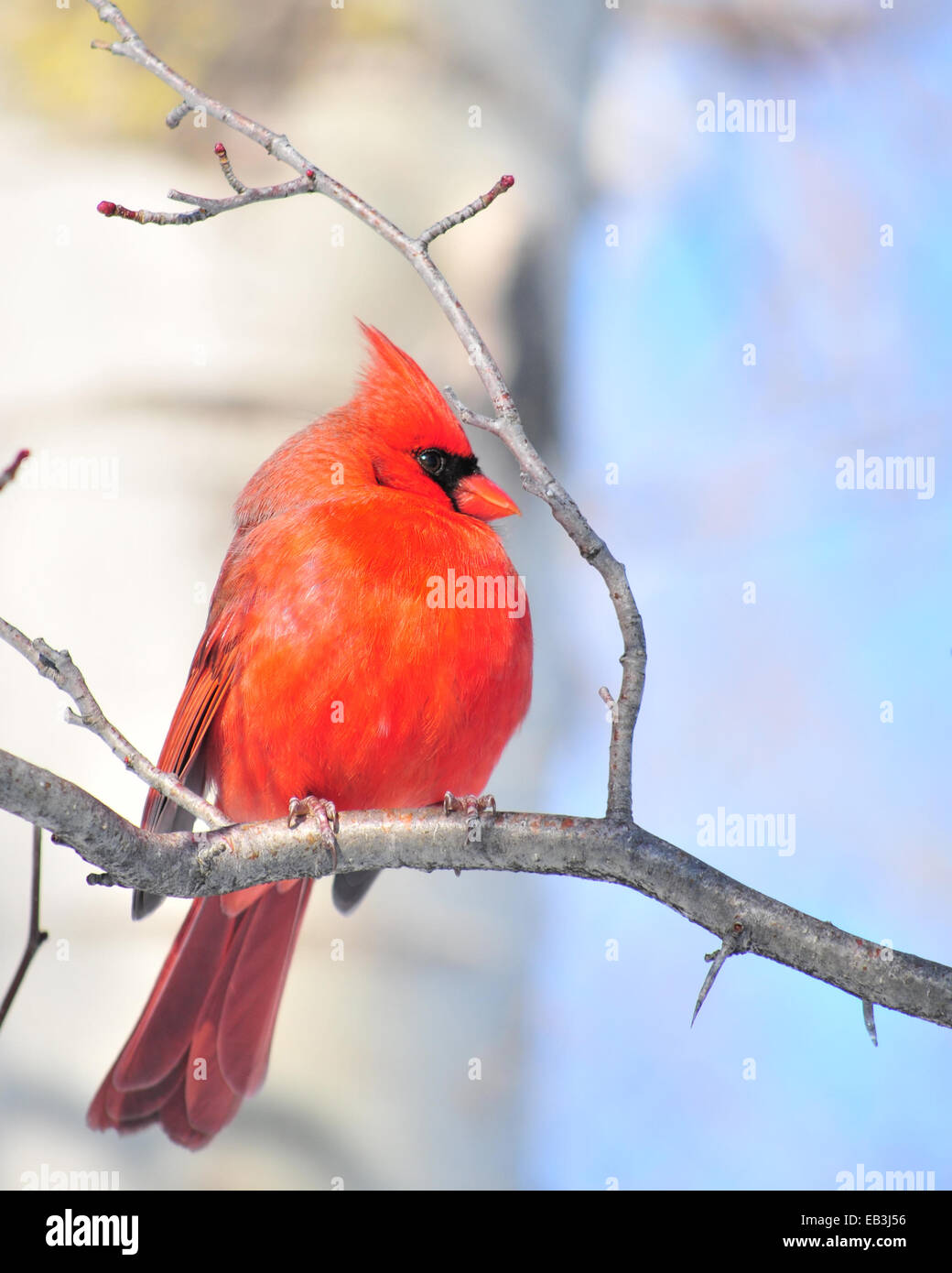 Male cardinal on branch hi-res stock photography and images - Alamy