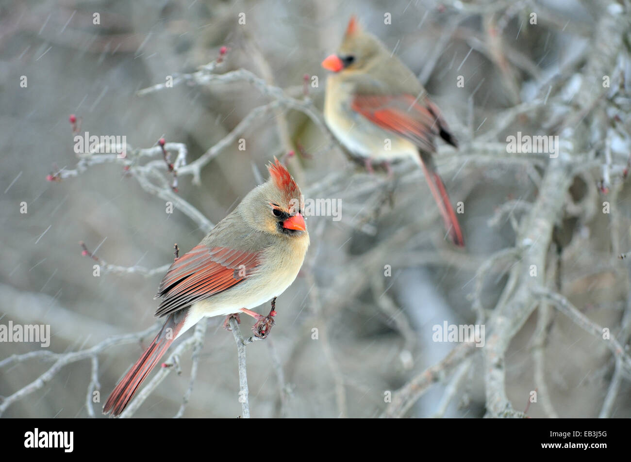 Two Cardinals Bird High Resolution Stock Photography and Images - Alamy