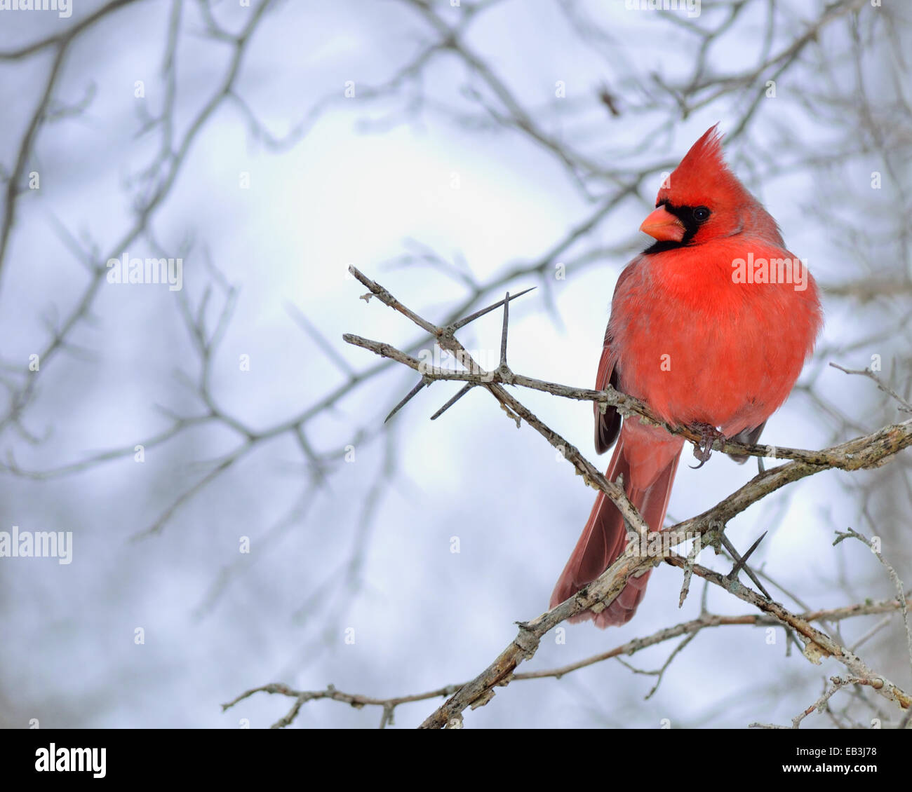 Cardinal on a branch hi-res stock photography and images - Alamy