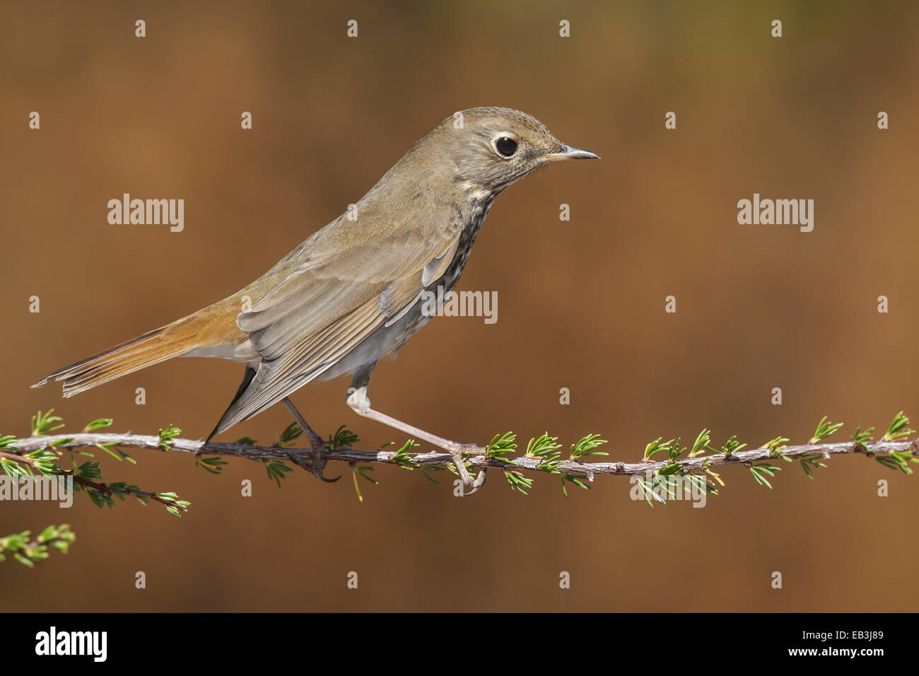 Hermit thrush hi-res stock photography and images - Alamy