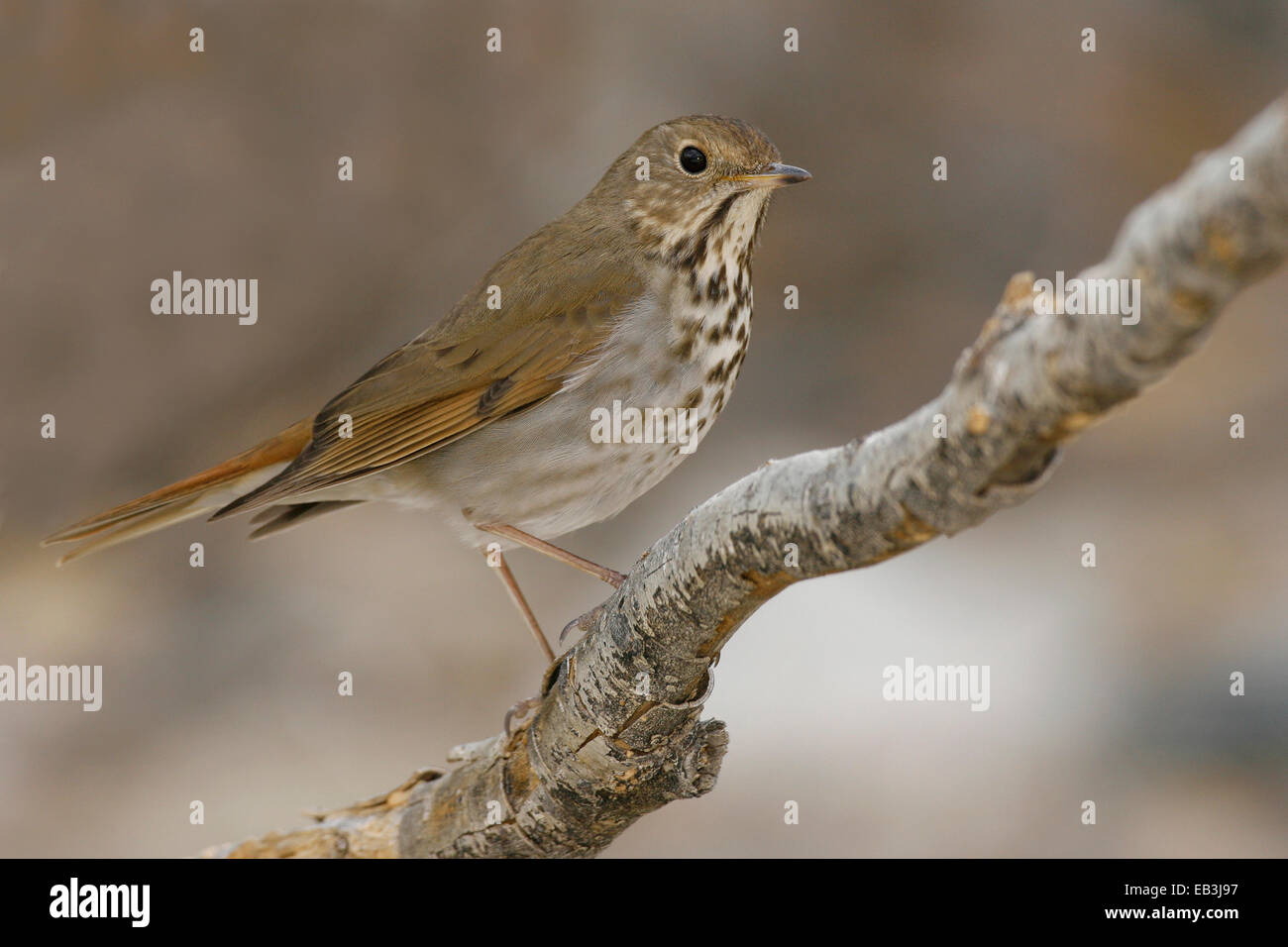 Hermit Thrush - Catharus guttatus Stock Photo - Alamy
