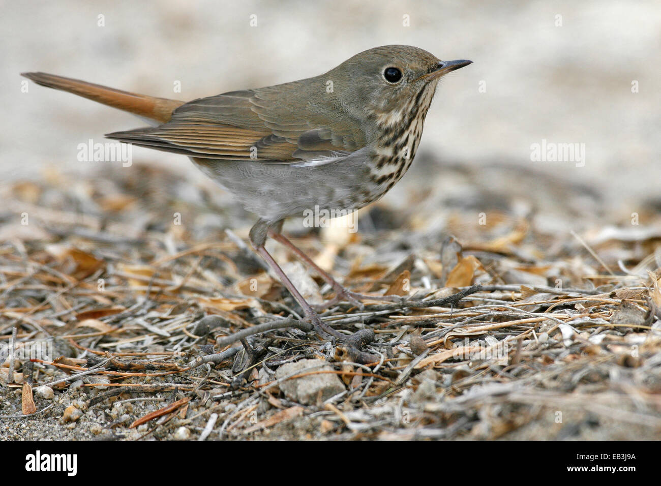 Hermit Thrush - Catharus guttatus Stock Photo - Alamy
