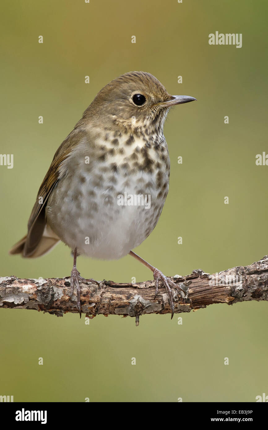 Hermit Thrush - Catharus guttatus Stock Photo - Alamy