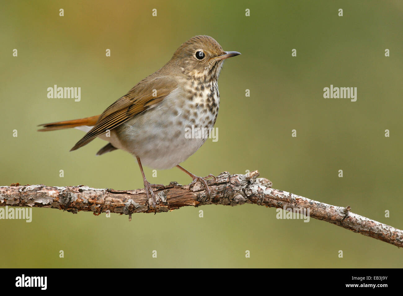 Hermit thrush hi-res stock photography and images - Alamy