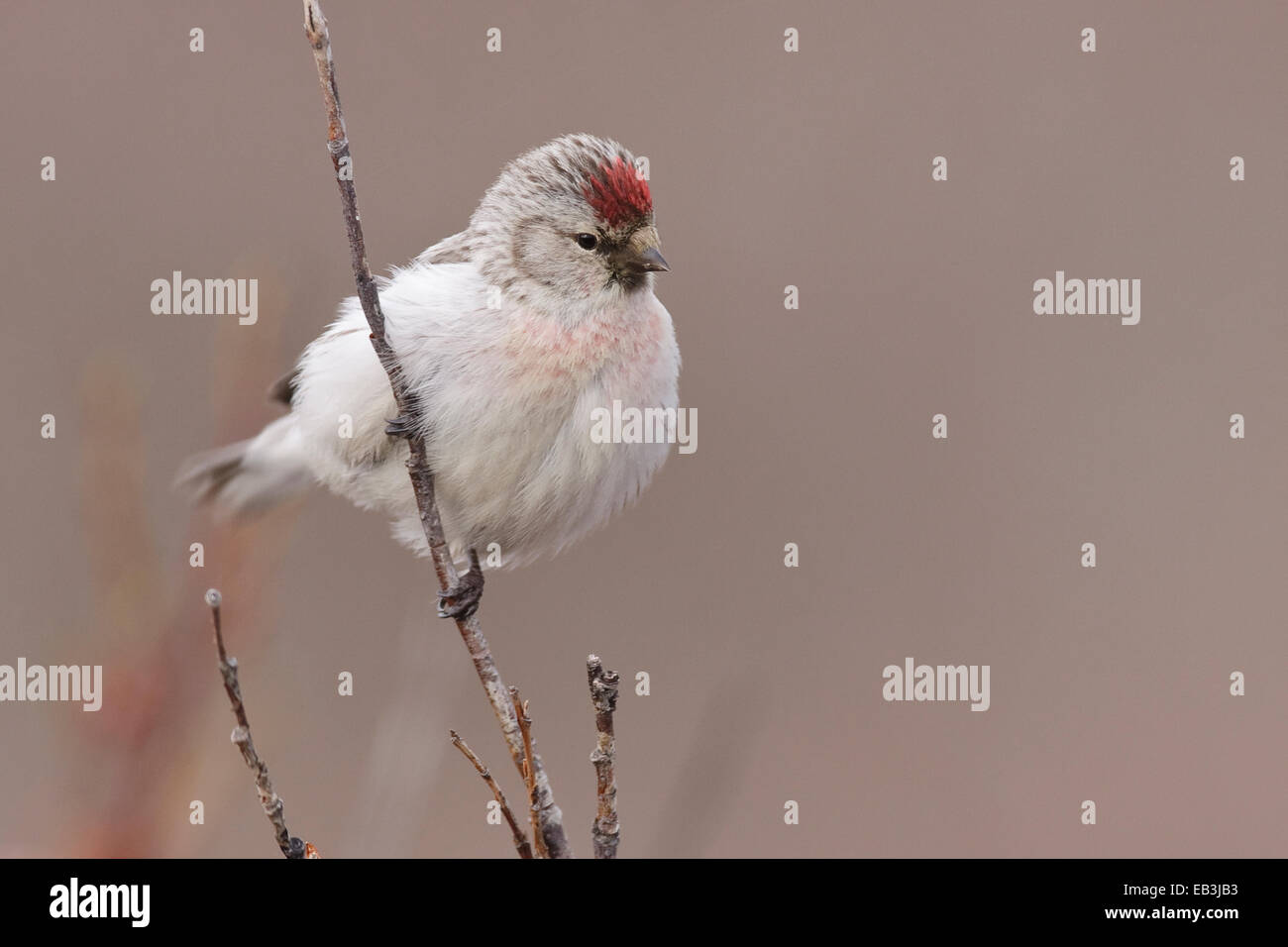 Hoary (Arctic) Redpoll - Carduelis hornemanni - breeding male Stock ...