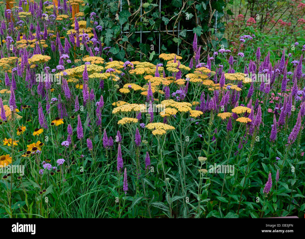 Close up an attractive and colourful flower border with Achillea ...
