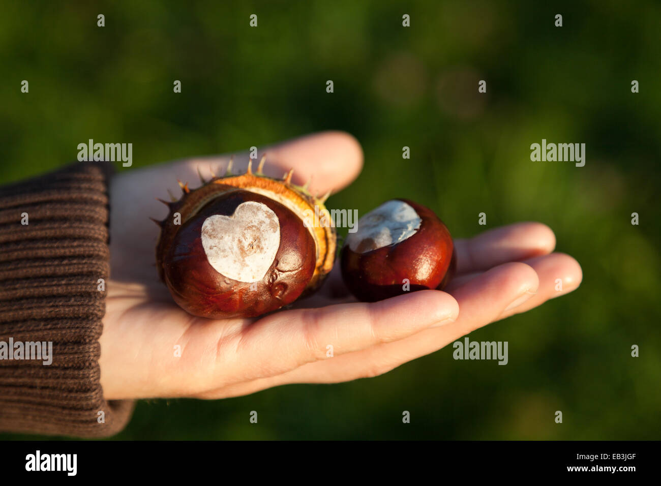 Chestnut Heart High Resolution Stock Photography and Images - Alamy