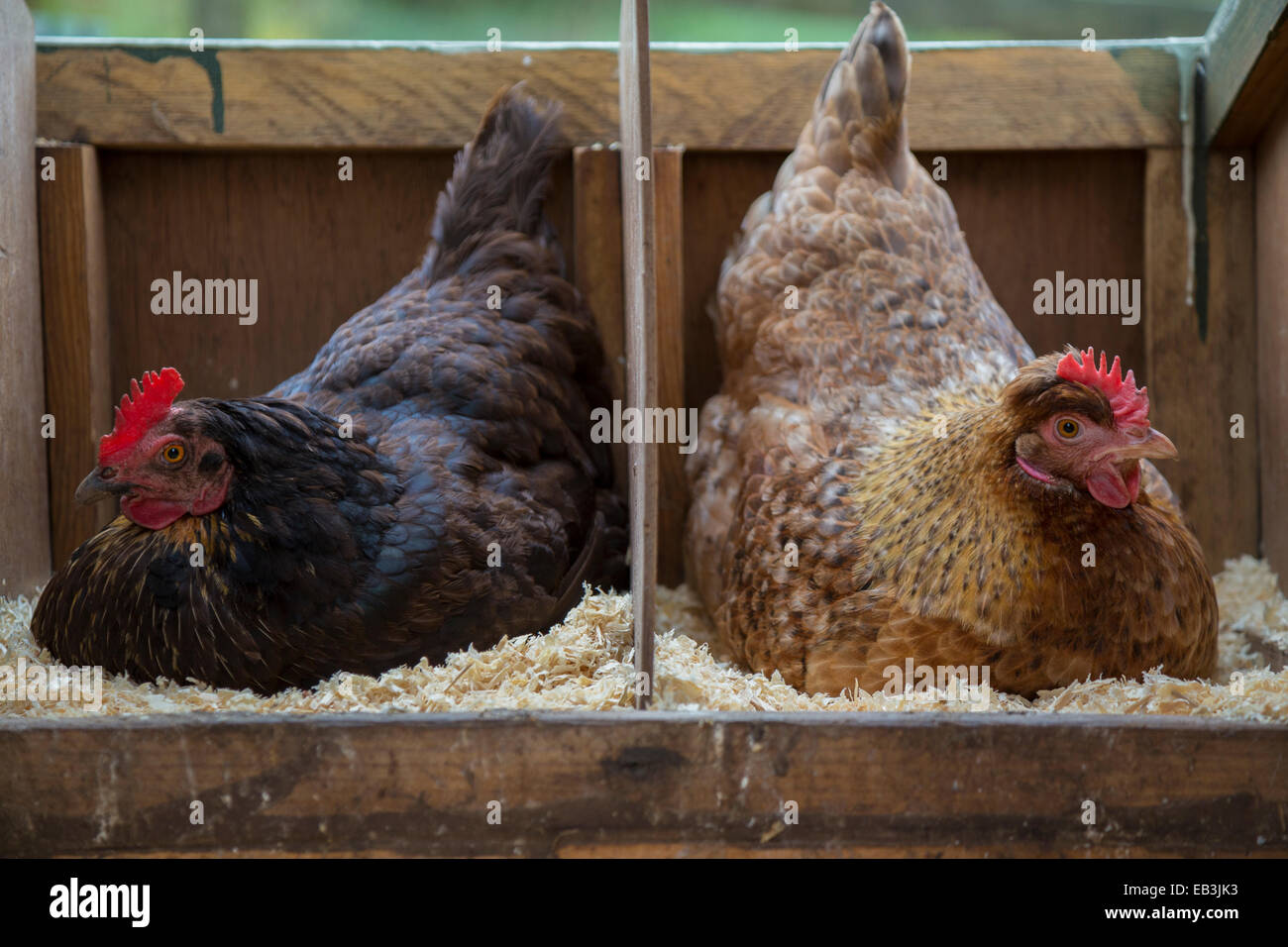 Two free range hens sitting on eggs in the hen house Stock Photo - Alamy