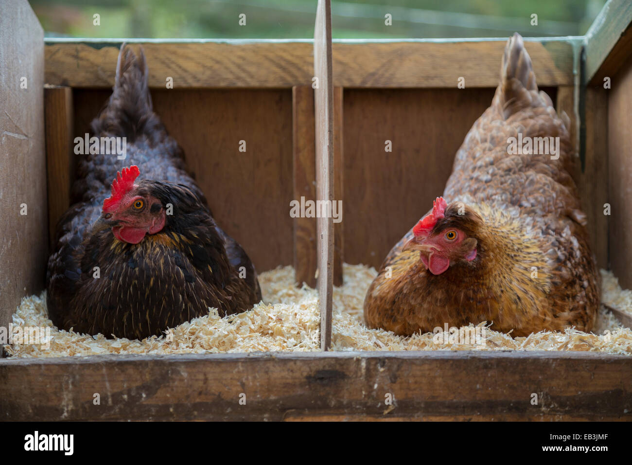 Two free range hens sitting on eggs in the hen house Stock Photo - Alamy
