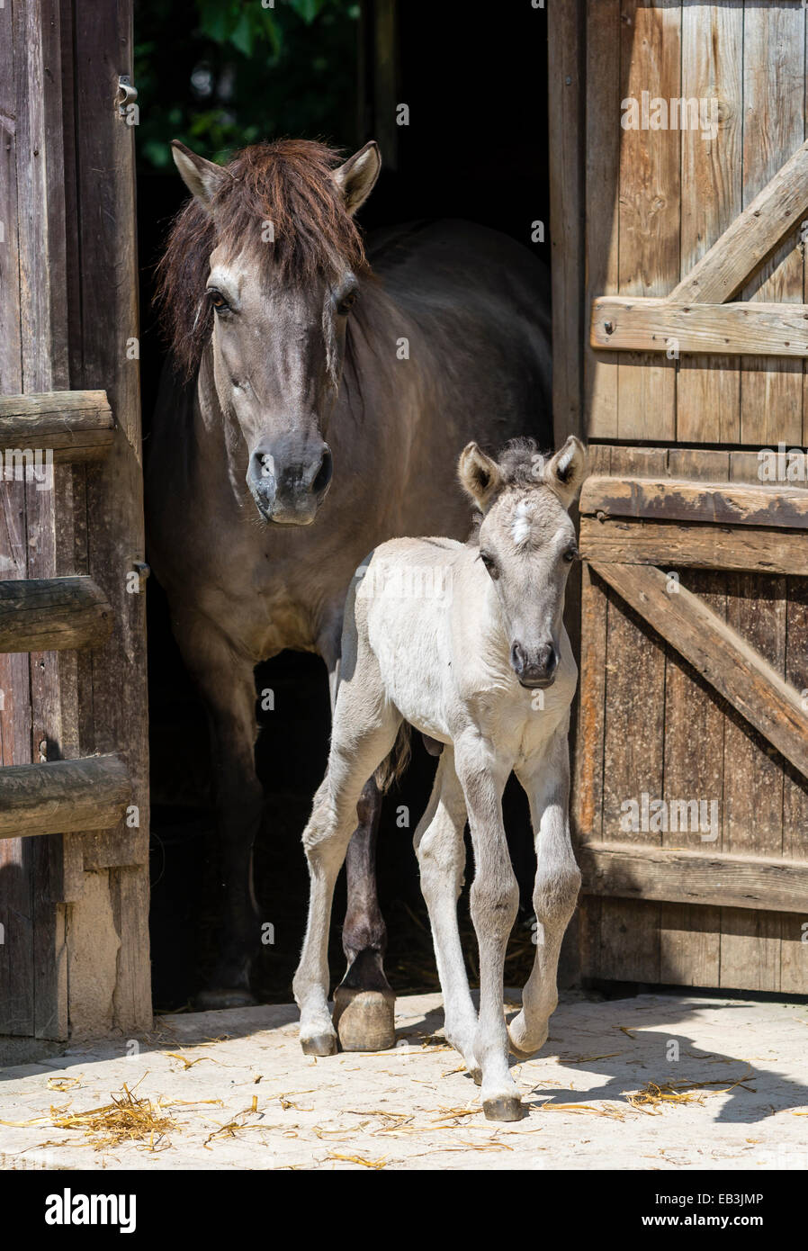 Tarpan horses hi-res stock photography and images - Alamy