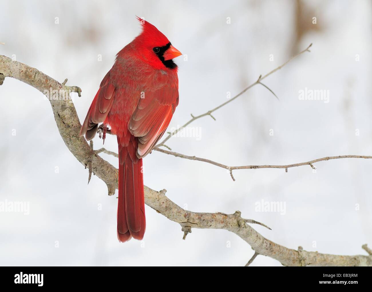 Animal cardinal hi-res stock photography and images - Alamy