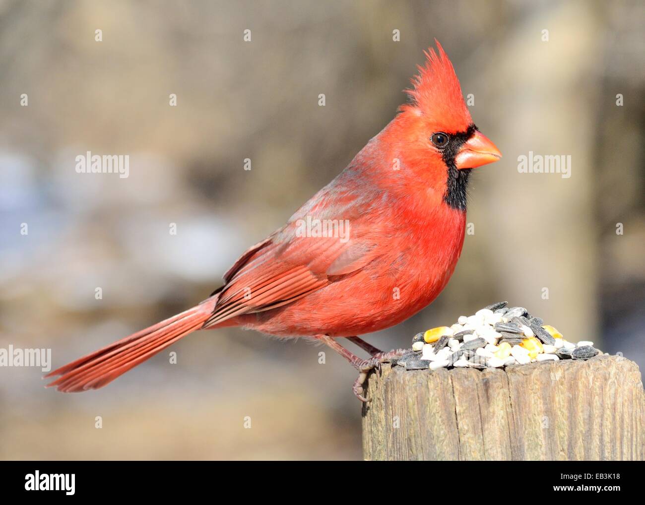 Cardinal bird on a fence hi-res stock photography and images - Alamy