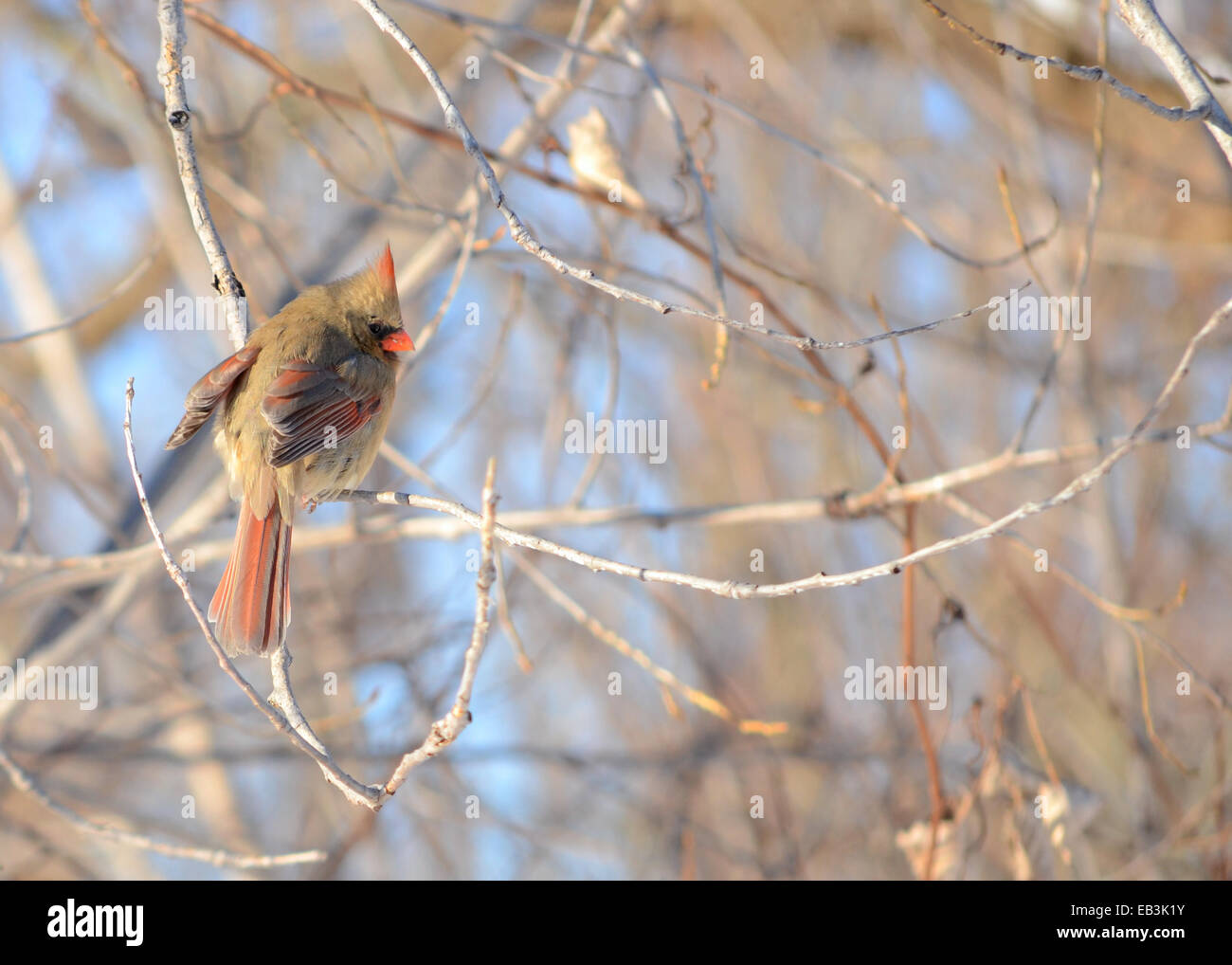 A female cardinal perched on a tree branch Stock Photo - Alamy
