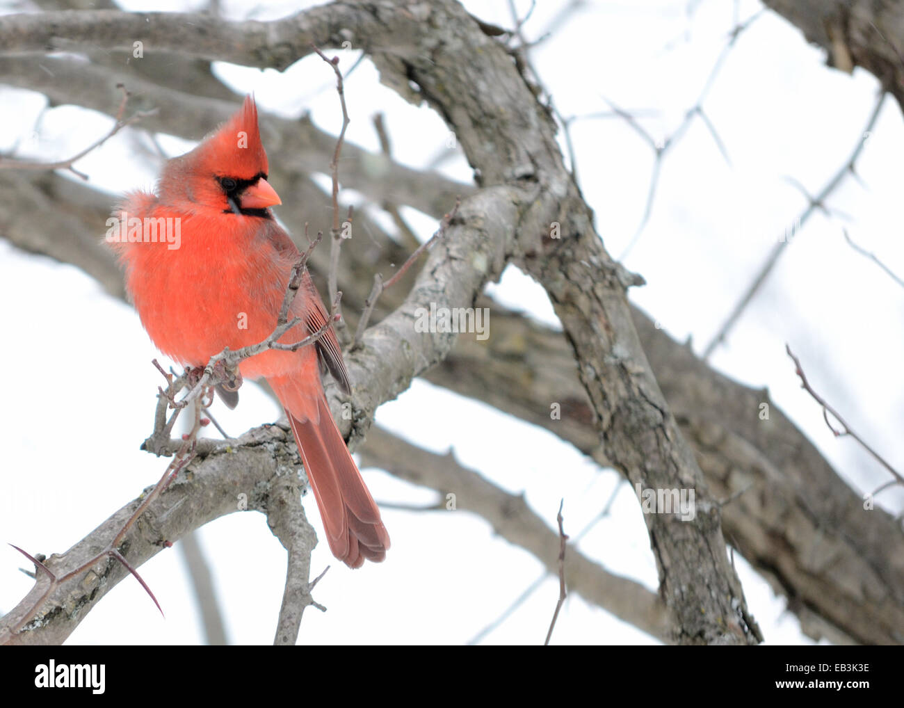 A male Cardinal perched on a branch Stock Photo - Alamy