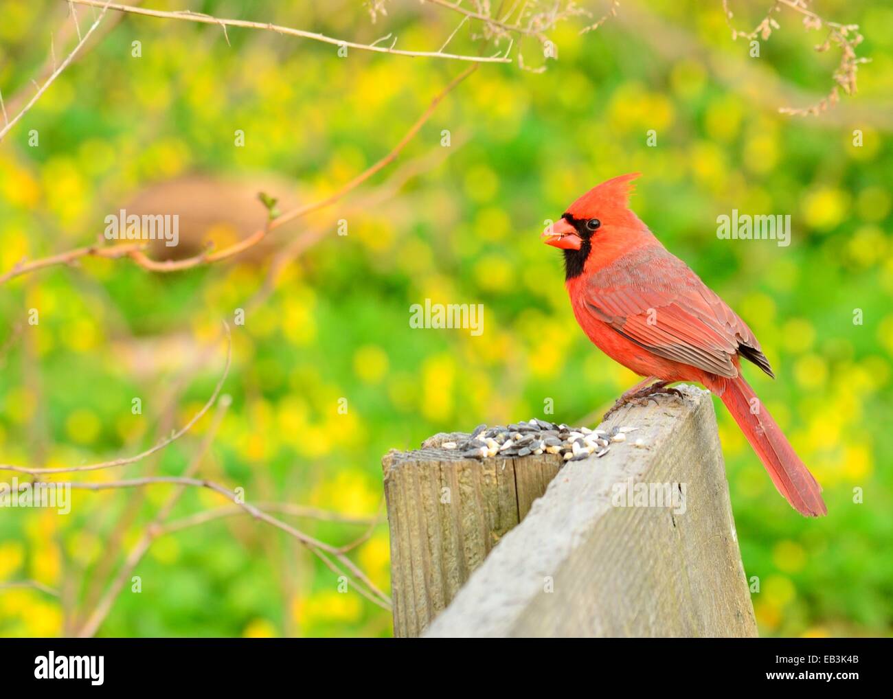 Cardinal bird on a fence hi-res stock photography and images - Alamy