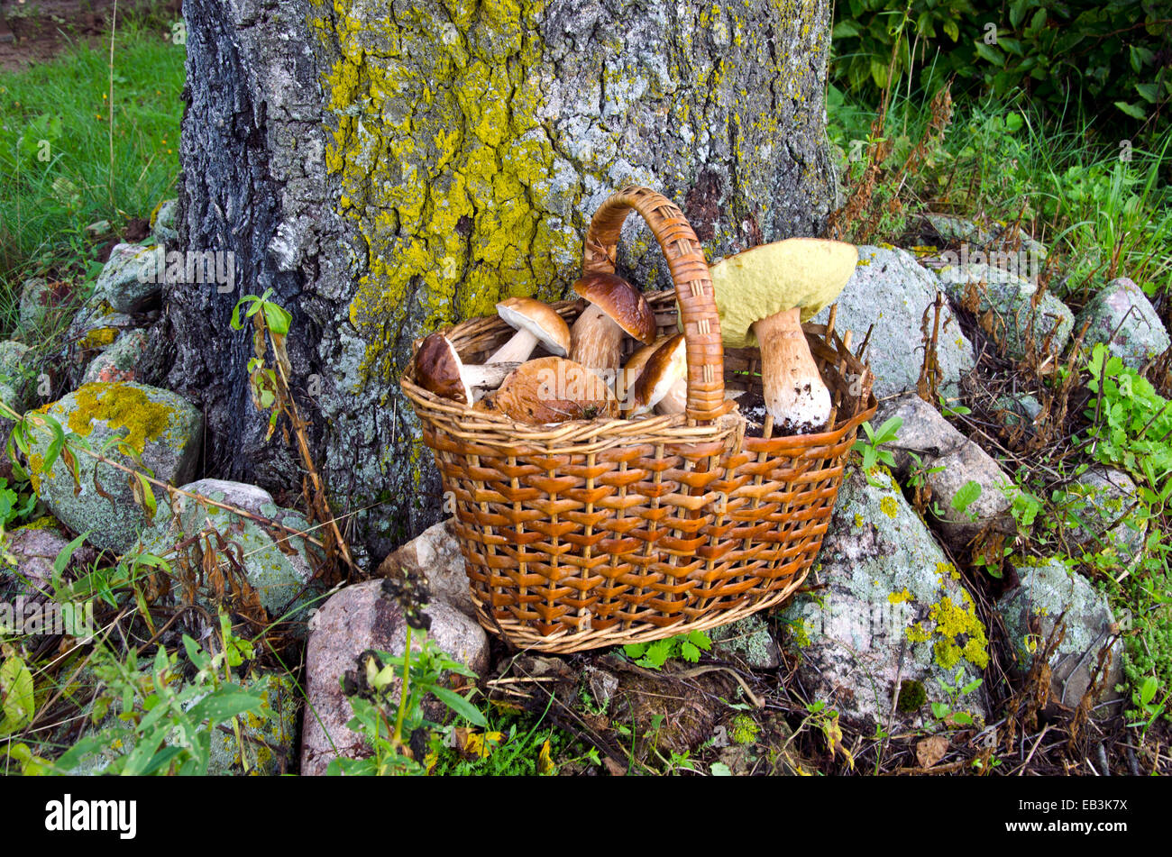 Basket fungi hi-res stock photography and images - Alamy