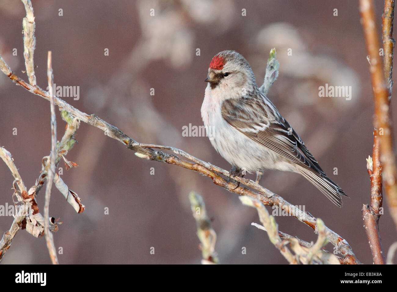 Hoary (Arctic) Redpoll - Carduelis hornemanni - breeding male Stock ...